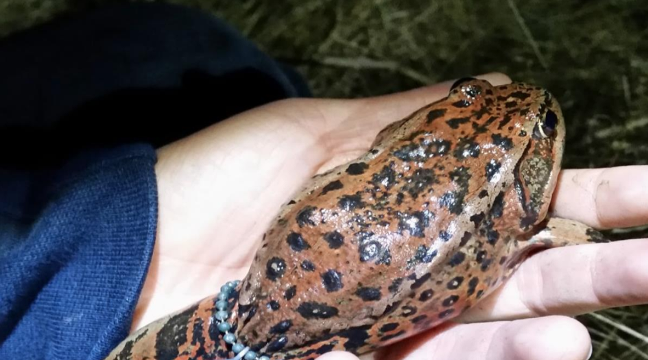 California red-legged frog studies | Center for Environmental Inquiry ...