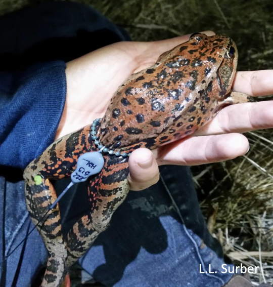 California red-legged frog studies | Center for Environmental Inquiry ...